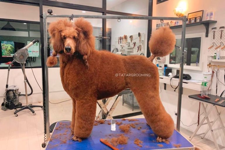 The 29 Best Poodle Haircuts You Will Ever Come Across