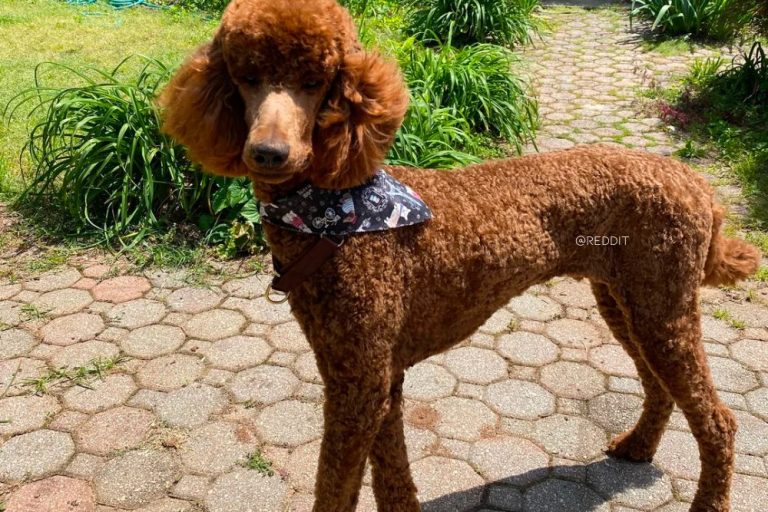 The 29 Best Poodle Haircuts You Will Ever Come Across