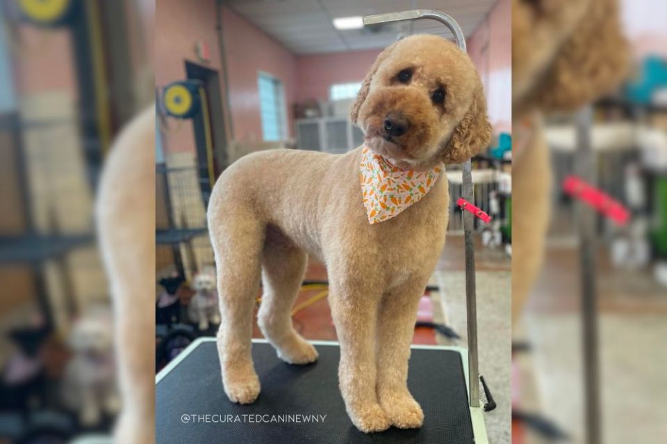The 29 Best Poodle Haircuts You Will Ever Come Across