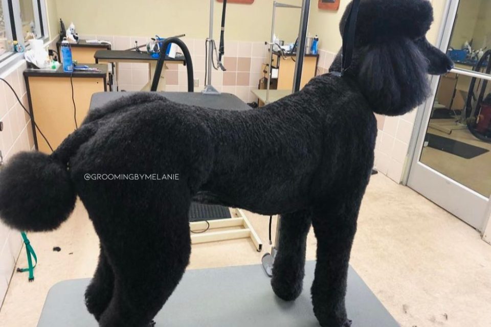 The 29 Best Poodle Haircuts You Will Ever Come Across