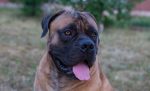 Boerboel Growth Chart And 5 Tips To Help Your Dog Grow