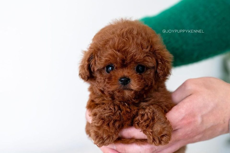 33 Poodle Colors And Which One Is The Most Beautiful