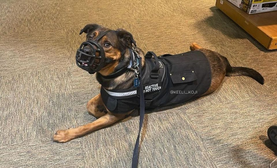 25 Belgian Malinois Mixes You Can't Go Without Knowing