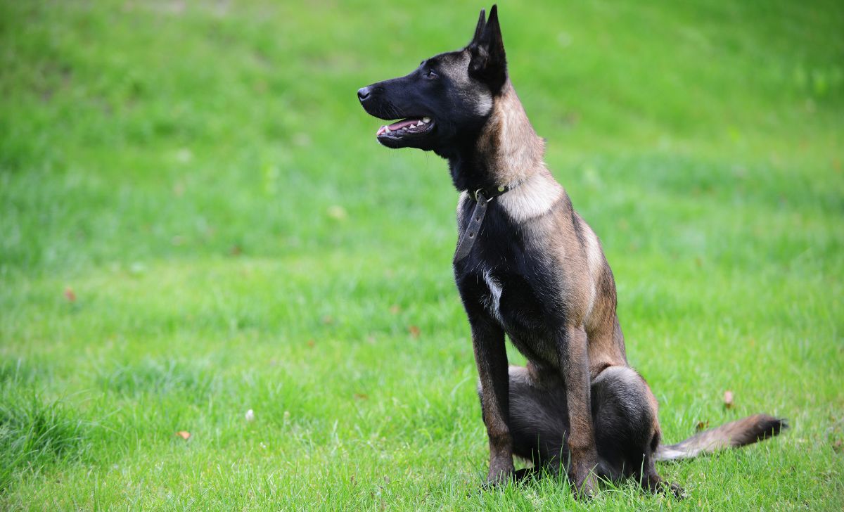 8 Belgian Malinois Colors And All There Is To Know About Them