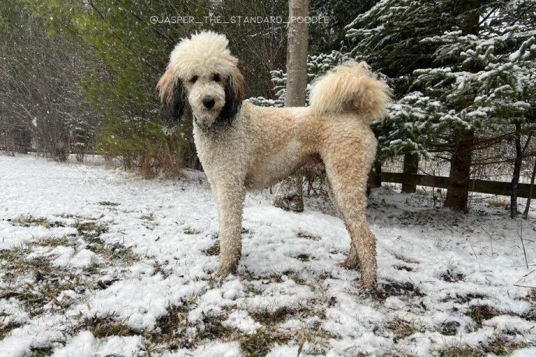 33 Poodle Colors And Which One Is The Most Beautiful