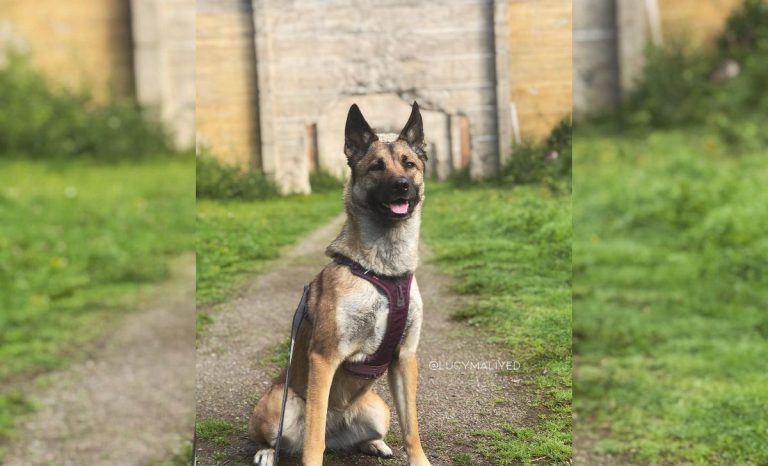 25 Belgian Malinois Mixes You Can't Go Without Knowing