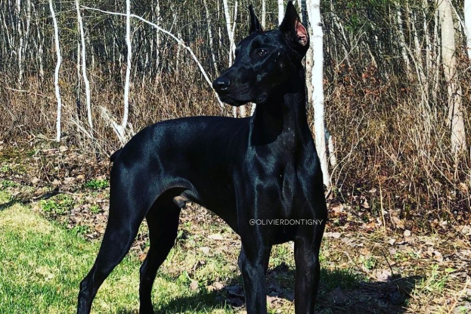 10 Doberman Colors And Markings And Which Ones To Avoid