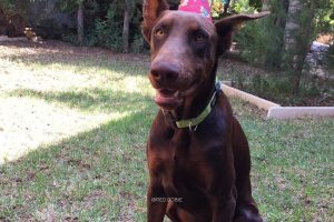 10 Doberman Colors And Markings And Which Ones To Avoid