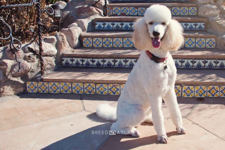5 Poodle Sizes And Their Unique Traits