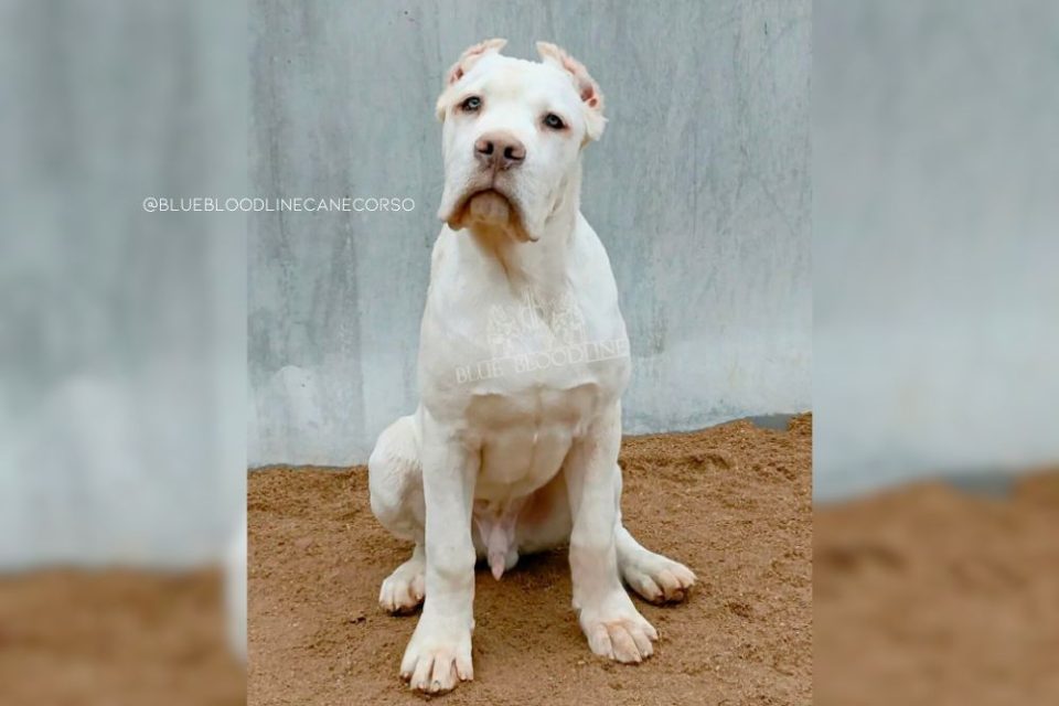 13 Cane Corso Colors You Wouldn't Believe Exist