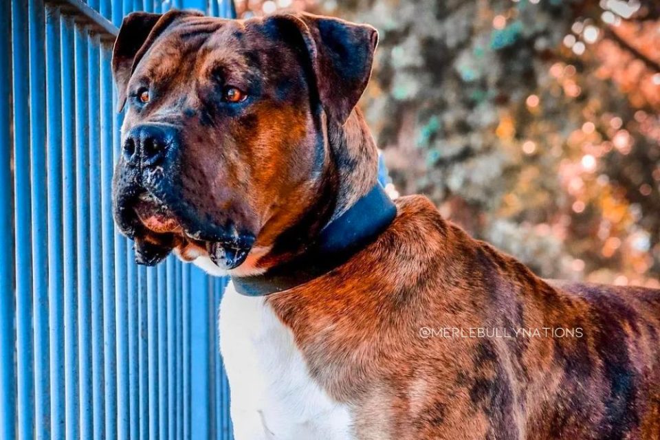 33 American Bully Colors: Which Colors Indicate Health Issues?