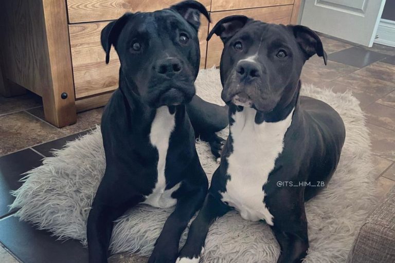 Meet The Cane Corso Pitbull Mix, The Most Promising Guard Dog