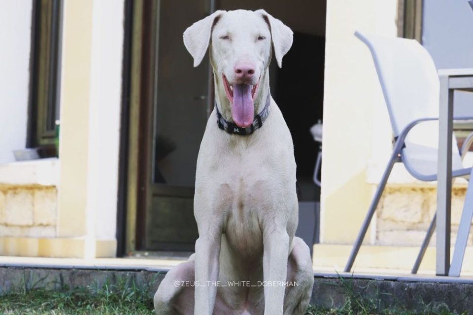 10 Doberman Colors And Markings And Which Ones To Avoid