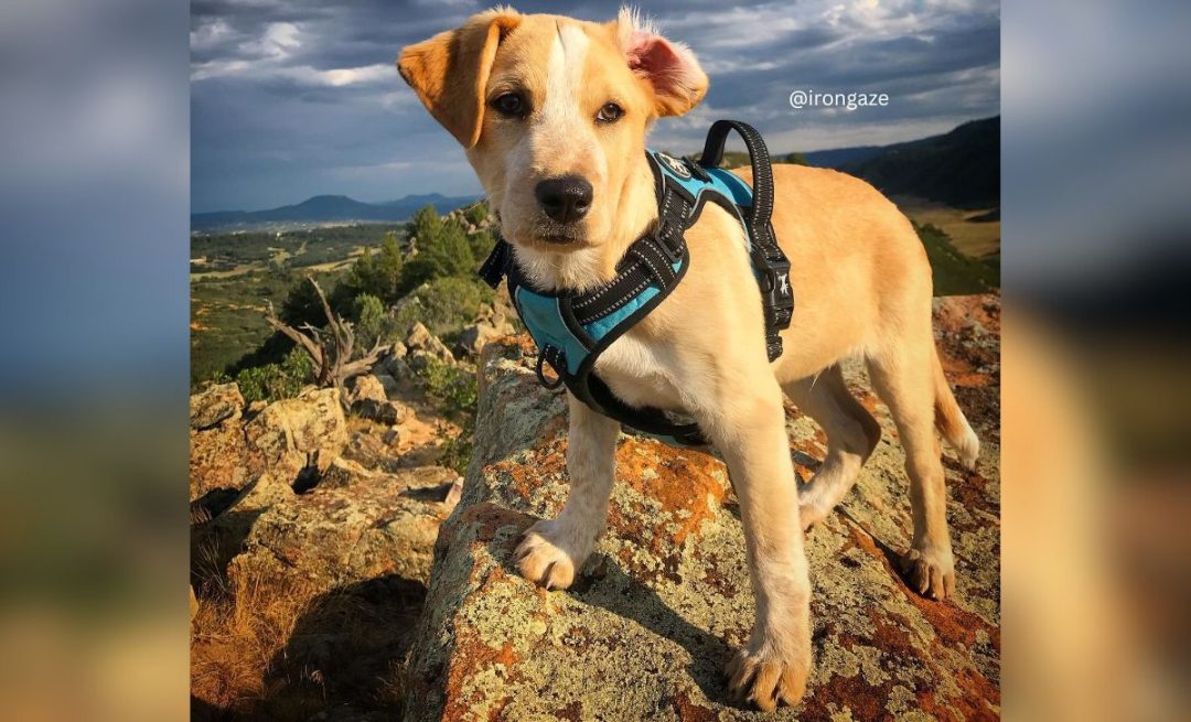 41 Labrador Retriever Mixes For Families (With Pictures)