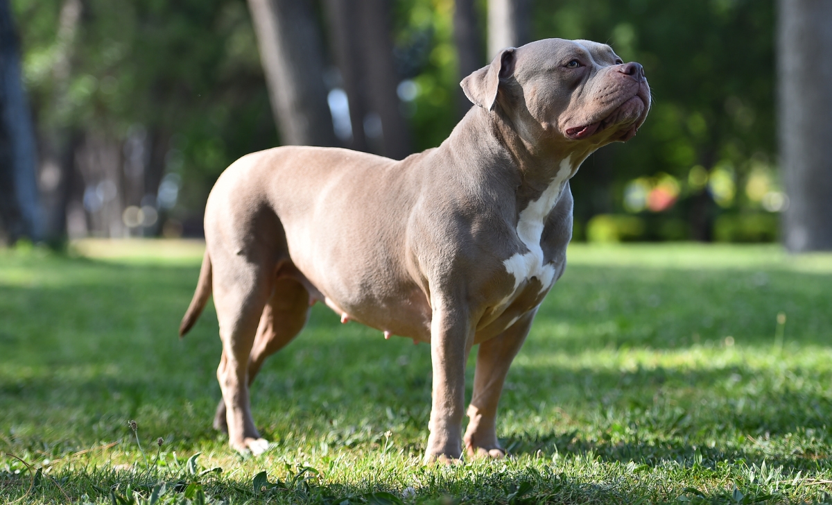 5 Reasons Why Is My American Bully Losing Hair