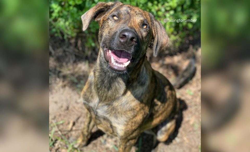 16 Anatolian Shepherd Mixes With Pictures To Show