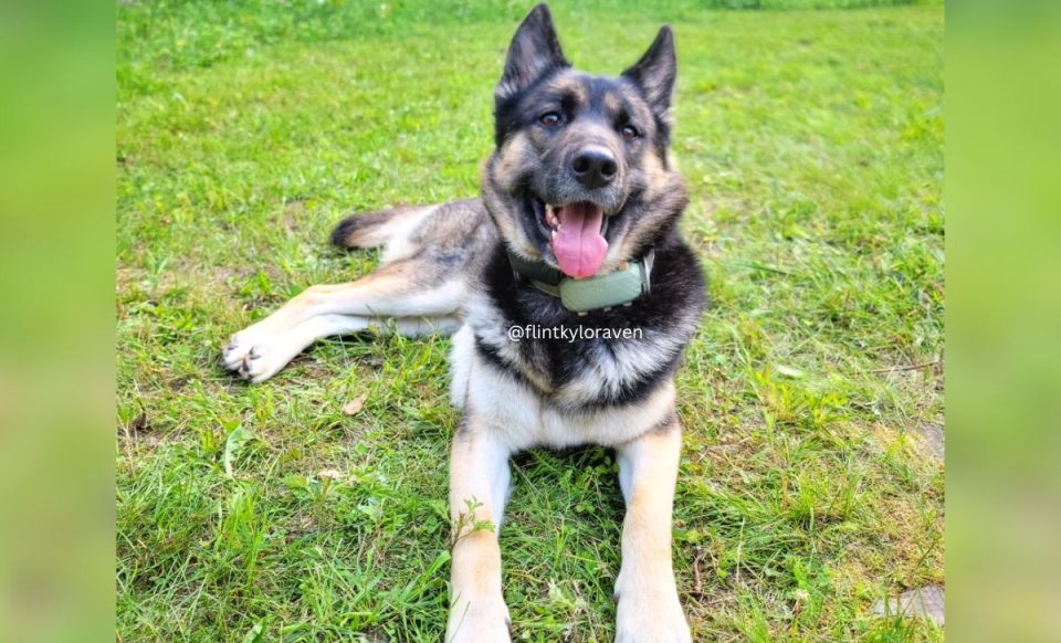 16 Anatolian Shepherd Mixes With Pictures To Show