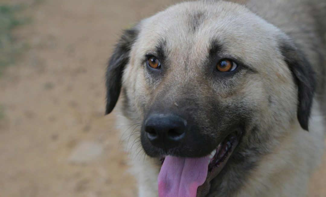 How Much Does An Anatolian Shepherd Cost, And Is It Worth It?