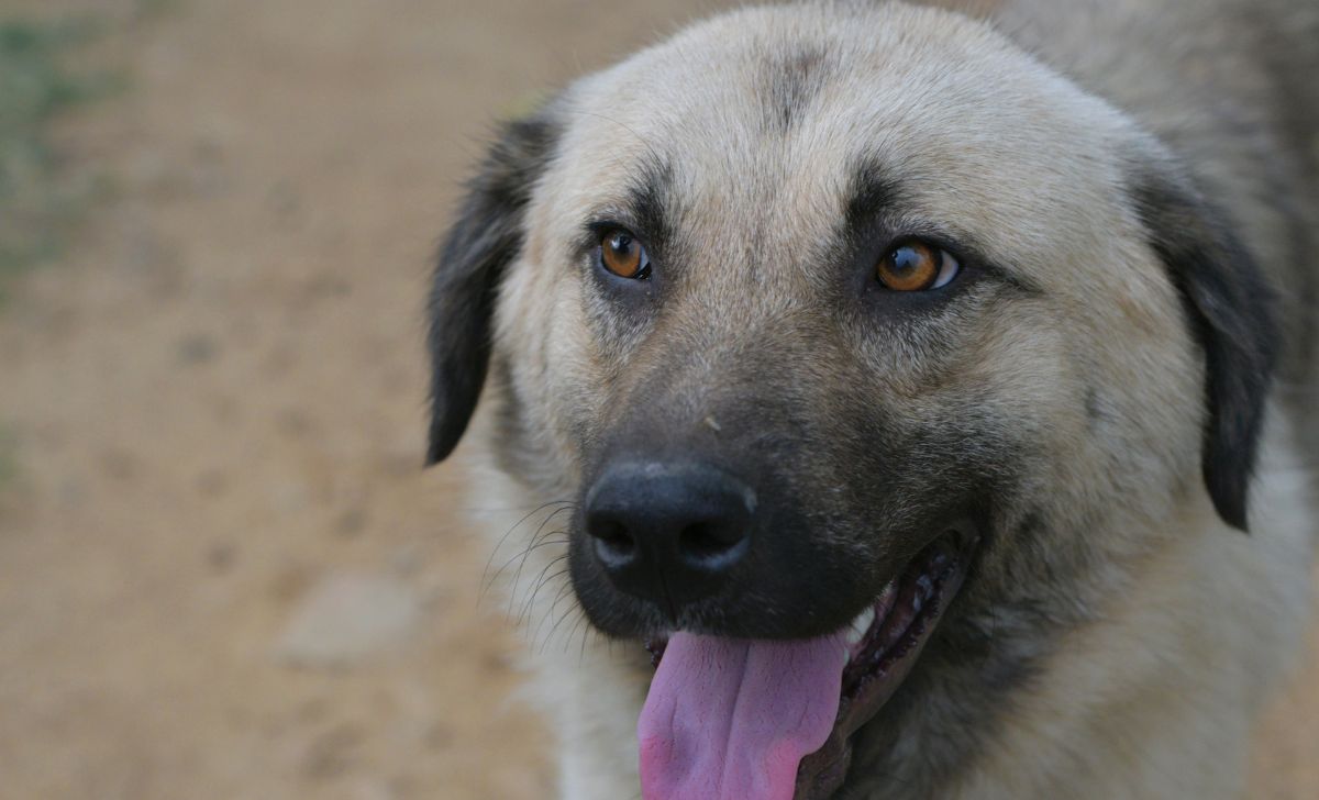 How Much Does An Anatolian Shepherd Cost, And Is It Worth It?