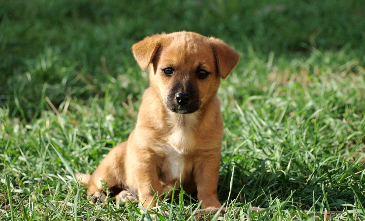 9 Anatolian Shepherd Breeders In The US That Check The Boxes