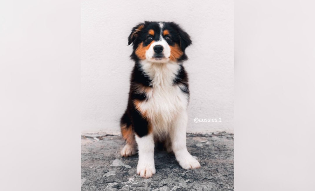 19 Australian Shepherd Colors You Never Knew Existed