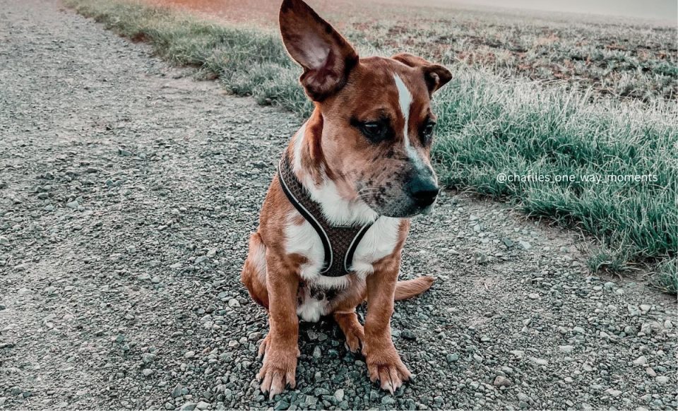 37 Australian Shepherd Mixes You Just Have To See