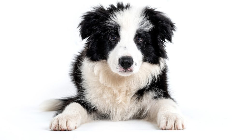 19 Australian Shepherd Colors You Never Knew Existed