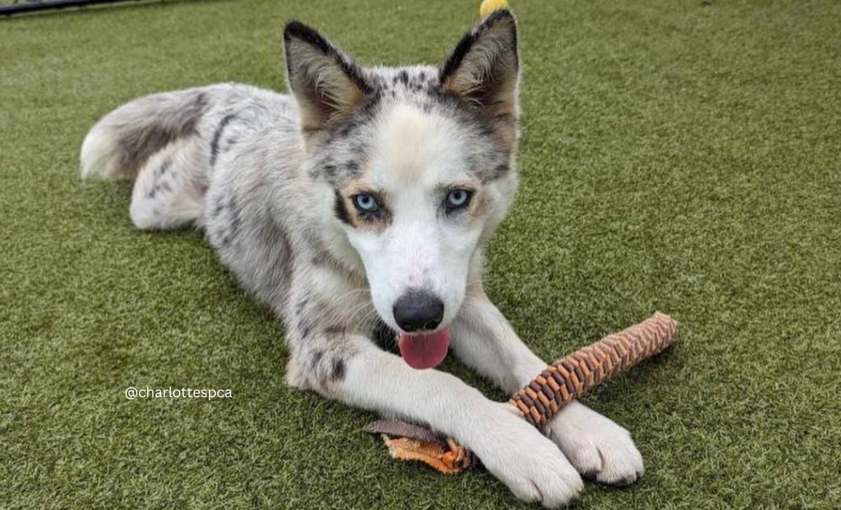 Australian Shepherd Husky Mix: A Sassy Addition To Your Family