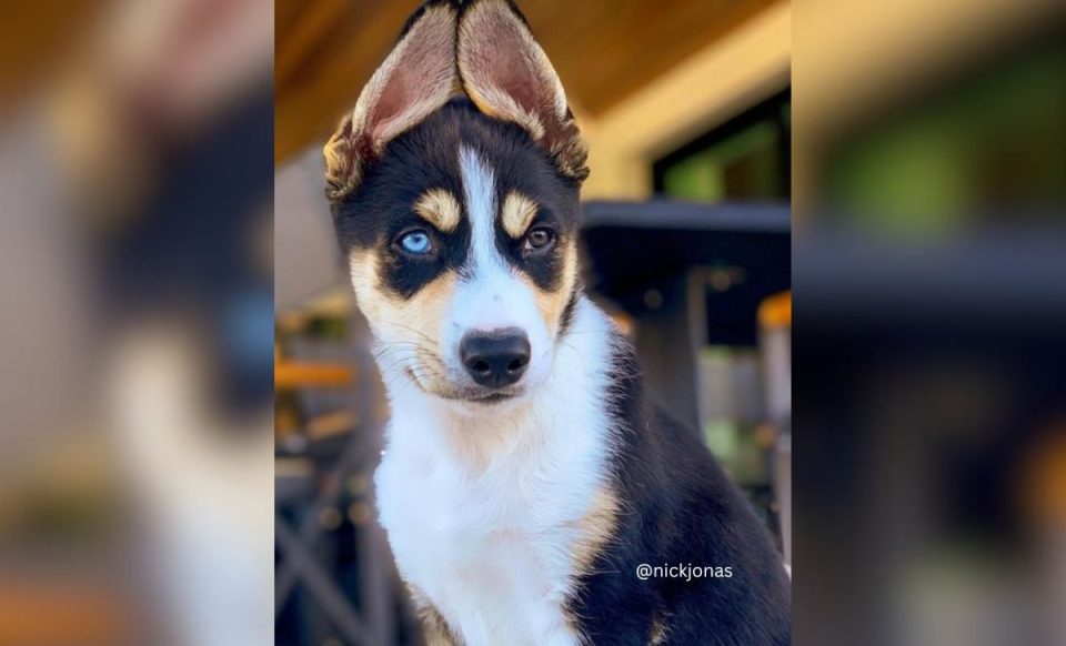 Australian Shepherd Husky Mix: A Sassy Addition To Your Family