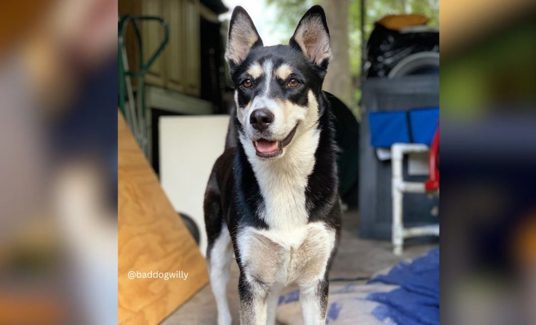 Australian Shepherd Husky Mix: A Sassy Addition To Your Family