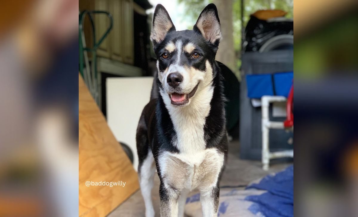 Australian Shepherd Husky Mix: A Sassy Addition To Your Family