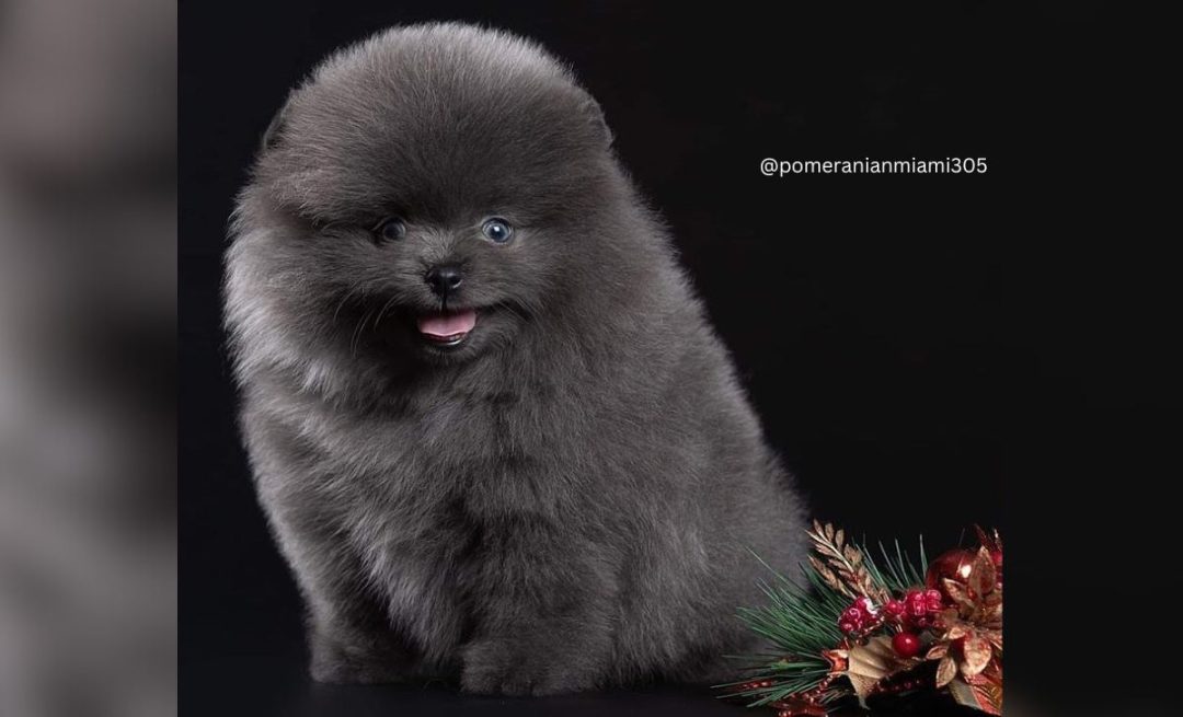 The 25 Absolutely Stunning Pomeranian Colors (With Pictures)