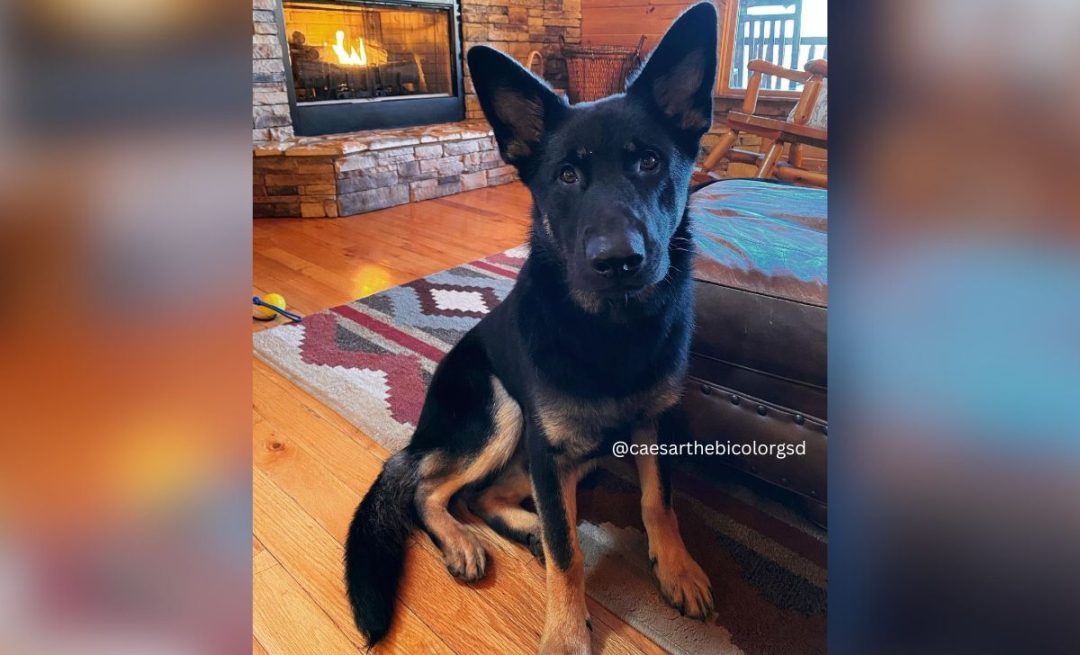 The 15 Gorgeous German Shepherd Colors (With Pictures)