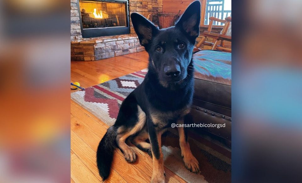 The 15 Gorgeous German Shepherd Colors (With Pictures)