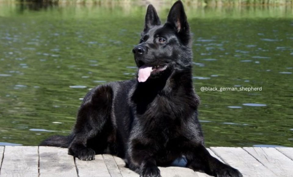 The 15 Gorgeous German Shepherd Colors (With Pictures)