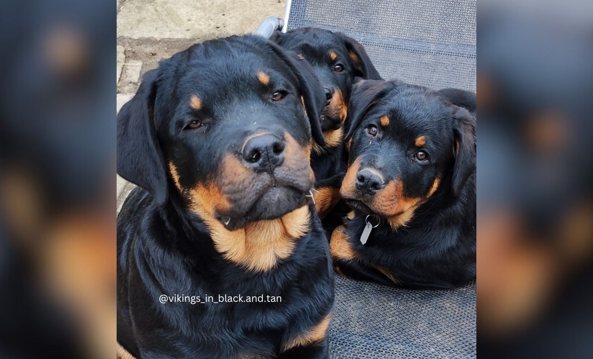 7 Rottweiler Colors You Never Knew Existed (With Pictures)