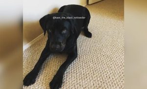 7 Rottweiler Colors You Never Knew Existed (With Pictures)