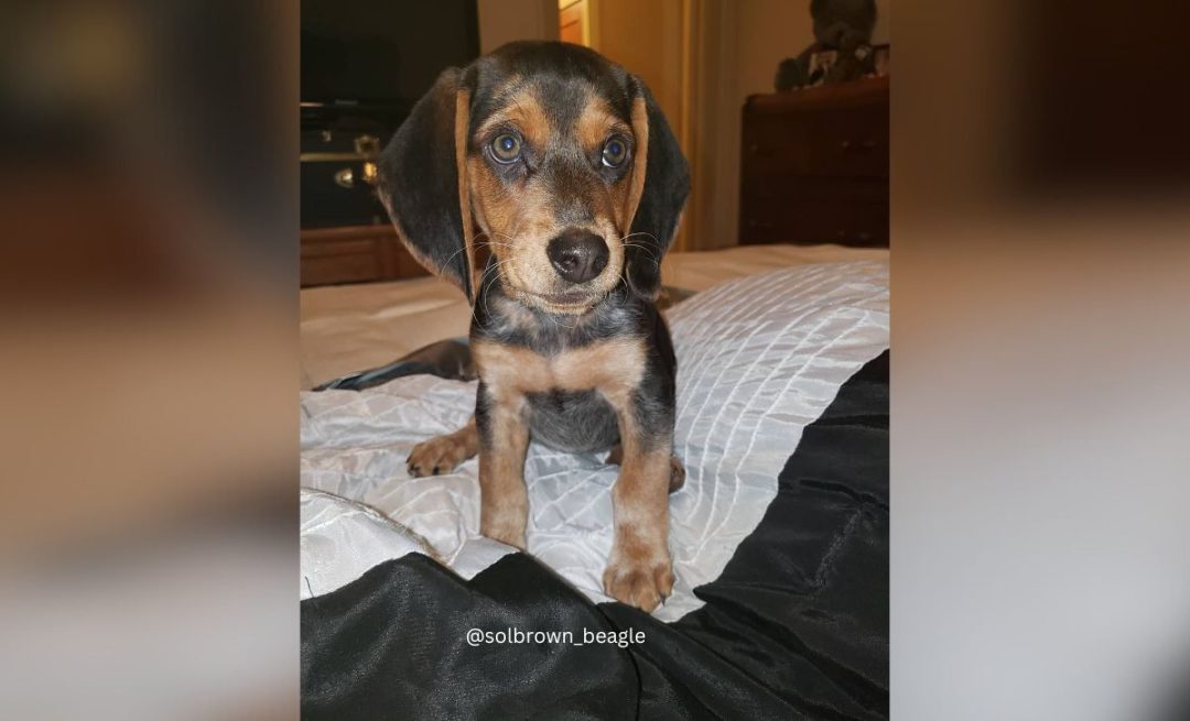 25+ Beautiful Beagle Colors To Unveil (With Pictures)