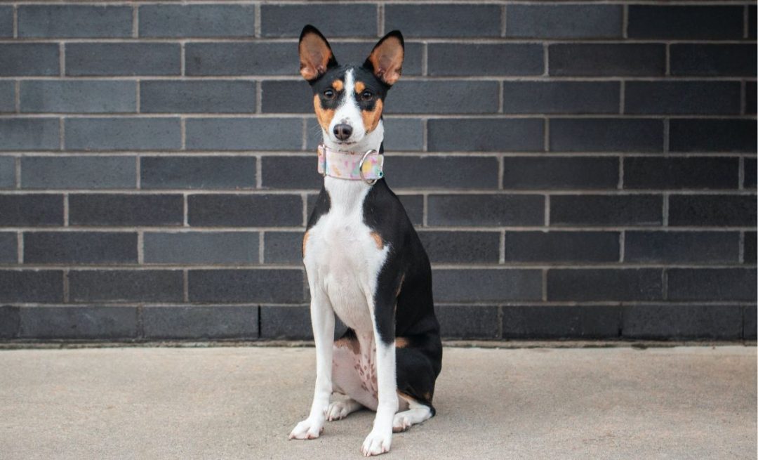 4 Classic Basenji Colors, 5 Rare Hues & 4 Stunning Markings