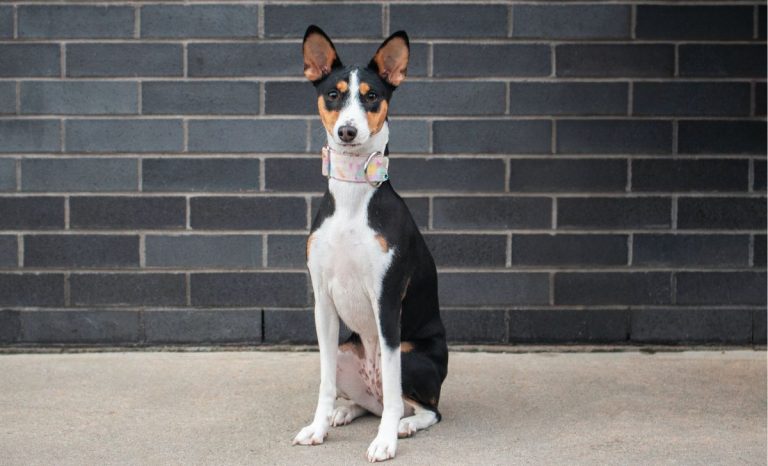 4 Classic Basenji Colors, 5 Rare Hues & 4 Stunning Markings