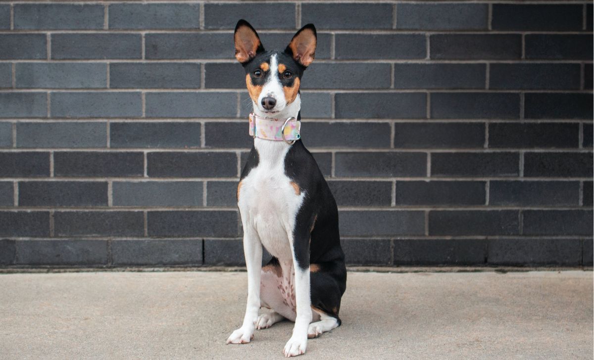 4 Classic Basenji Colors, 5 Rare Hues & 4 Stunning Markings