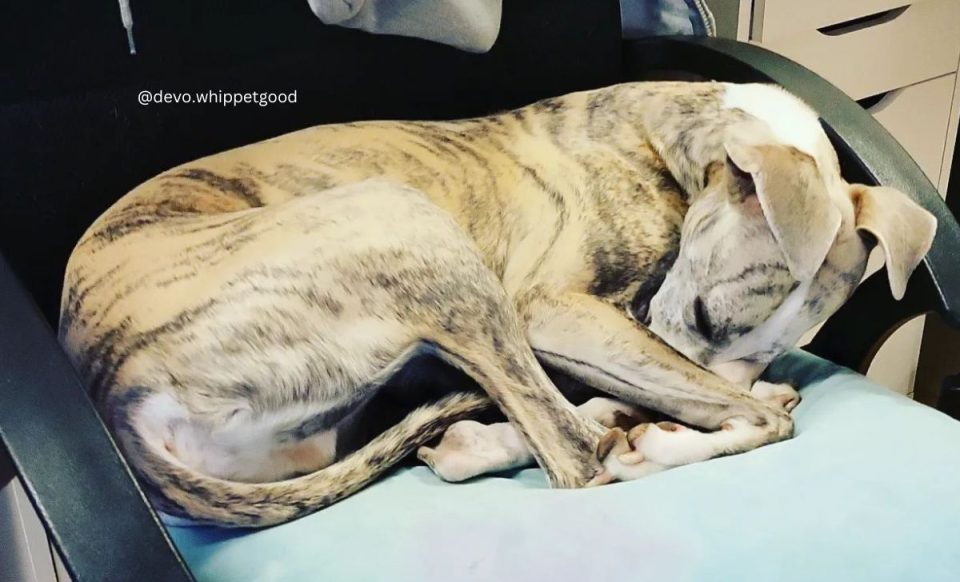 21 Whippet Colors And 6 Unique Marking (With Photos)