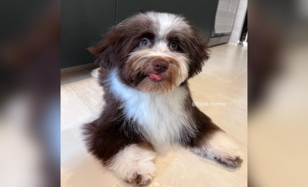 The 27 Intriguing Havanese Colors And Patterns (With Pictures)