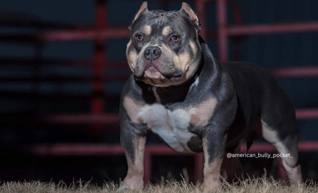 Meet Pocket Bully, The Smallest American Bully Of Them All