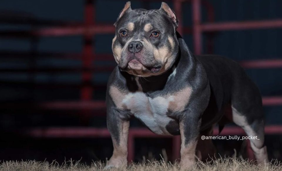 Meet Pocket Bully, The Smallest American Bully Of Them All