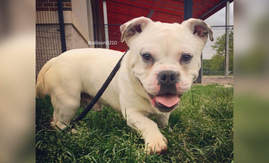 27 Corgi Mixes With Pictures To Show Their Adorableness