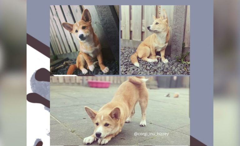27 Corgi Mixes With Pictures To Show Their Adorableness