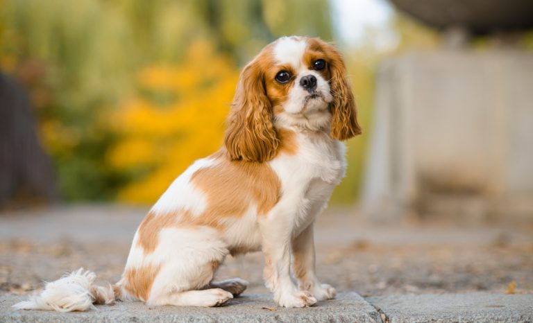 19 Dog Breeds With Shortest Lifespan