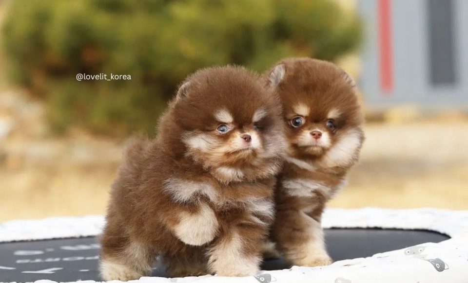 The 25 Absolutely Stunning Pomeranian Colors (With Pictures)