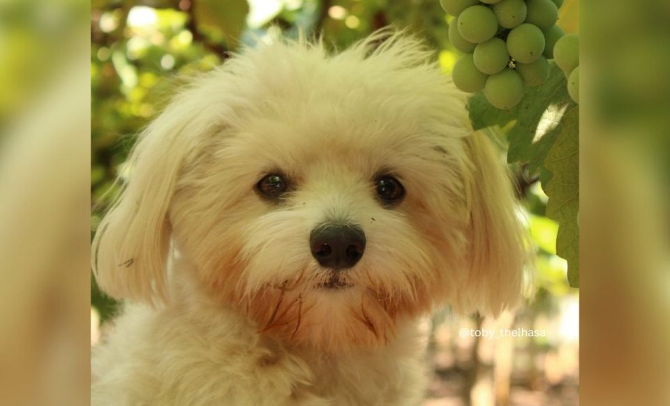 13 Lhasa Apso Colors For All The Dog Lovers (With Pictures)